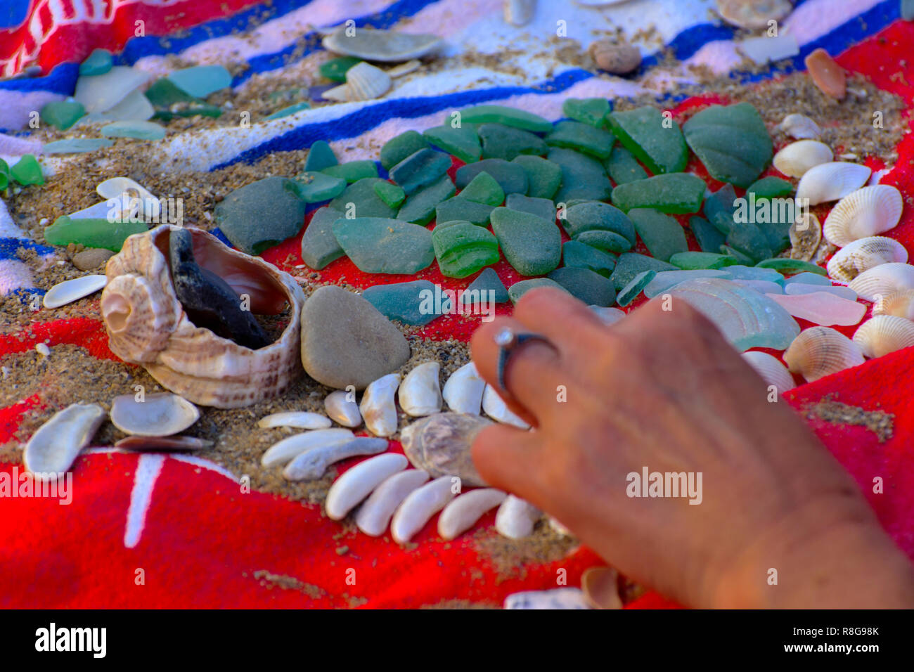 Sea shells - a variety of sea shells from the beach. Shells, sea ...