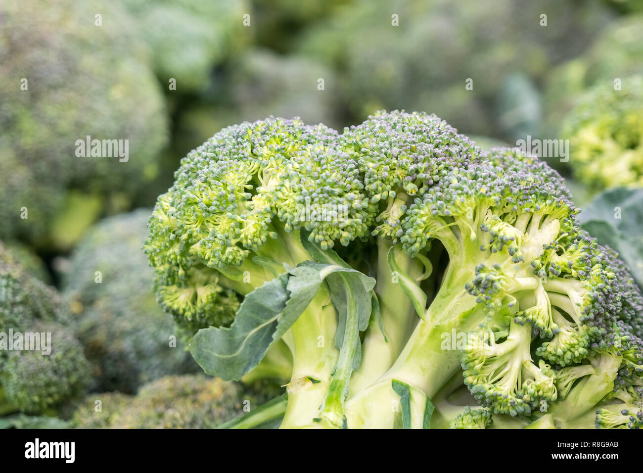 Pile of green broccoli at the farmers market Stock Photo - Alamy