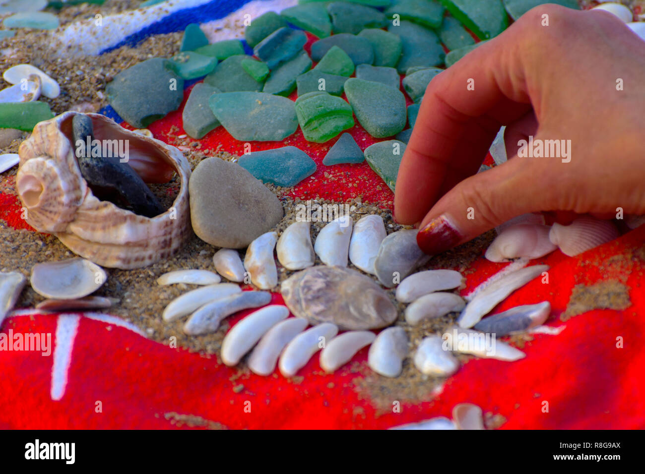 Sea shells - a variety of sea shells from the beach. Shells, sea ...