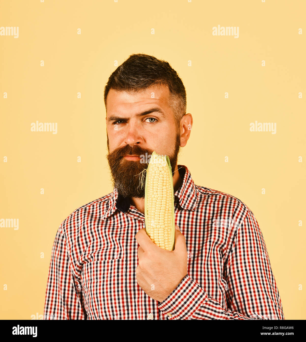 Man with beard holds corn cob isolated on yellow background. Farming ...