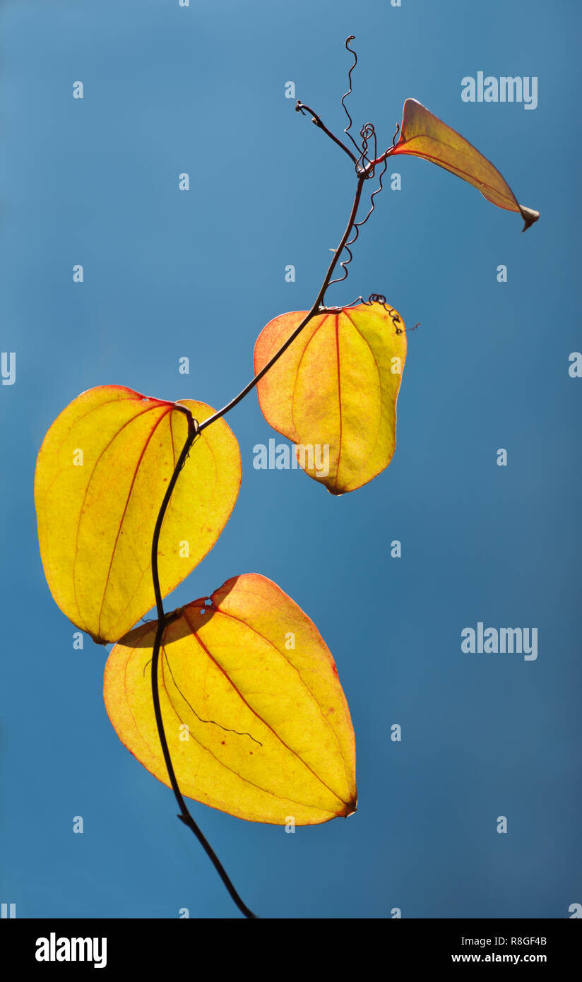 Leaves of Common Greenbrier, Roundleaf Greenbrier, (Smilax rotundifolia ...