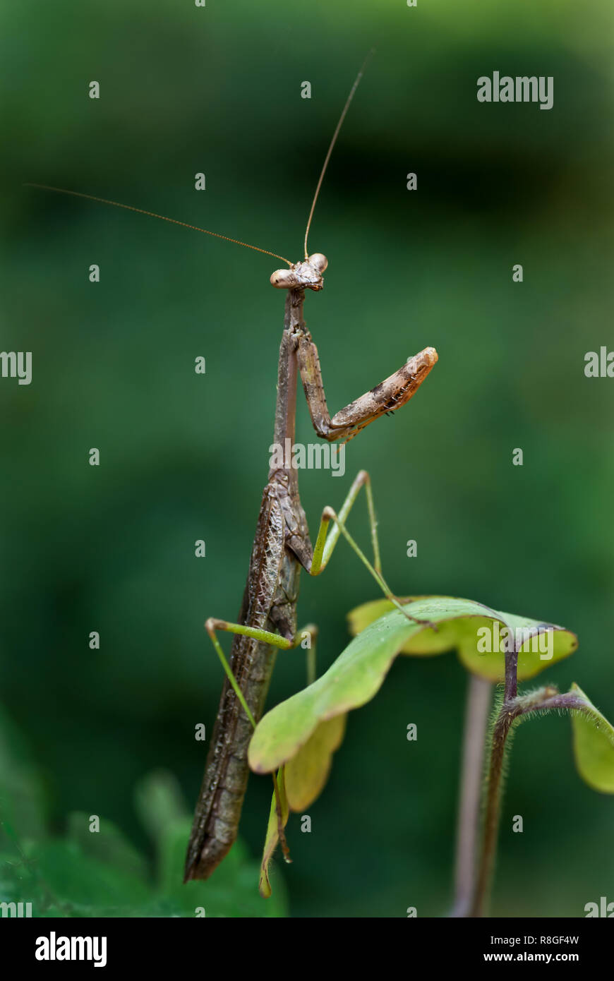 Six species hi-res stock photography and images - Alamy