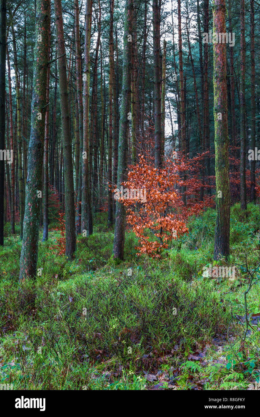Copper Beech Saplings in Autumn Colour Amongst Conifers in Macclesfield ...