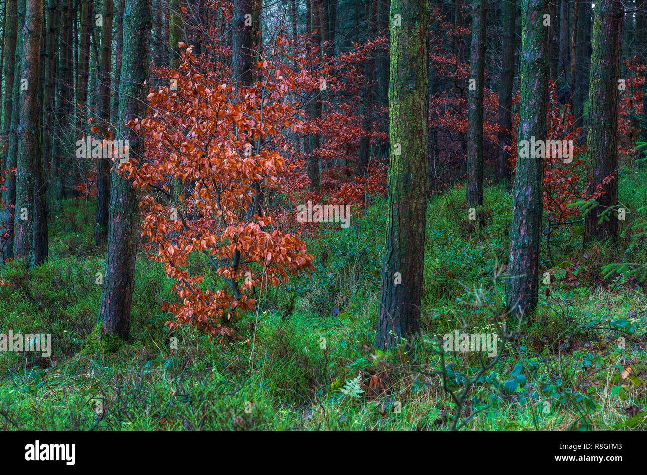 Copper Beech Saplings in Autumn Colour Amongst Conifers in Macclesfield ...