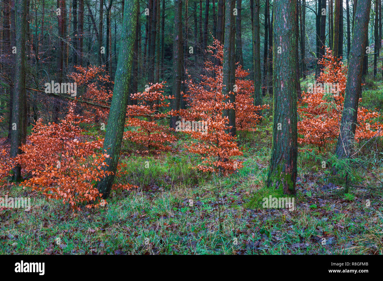 Copper Beech Saplings in Autumn Colour Amongst Conifers in Macclesfield ...