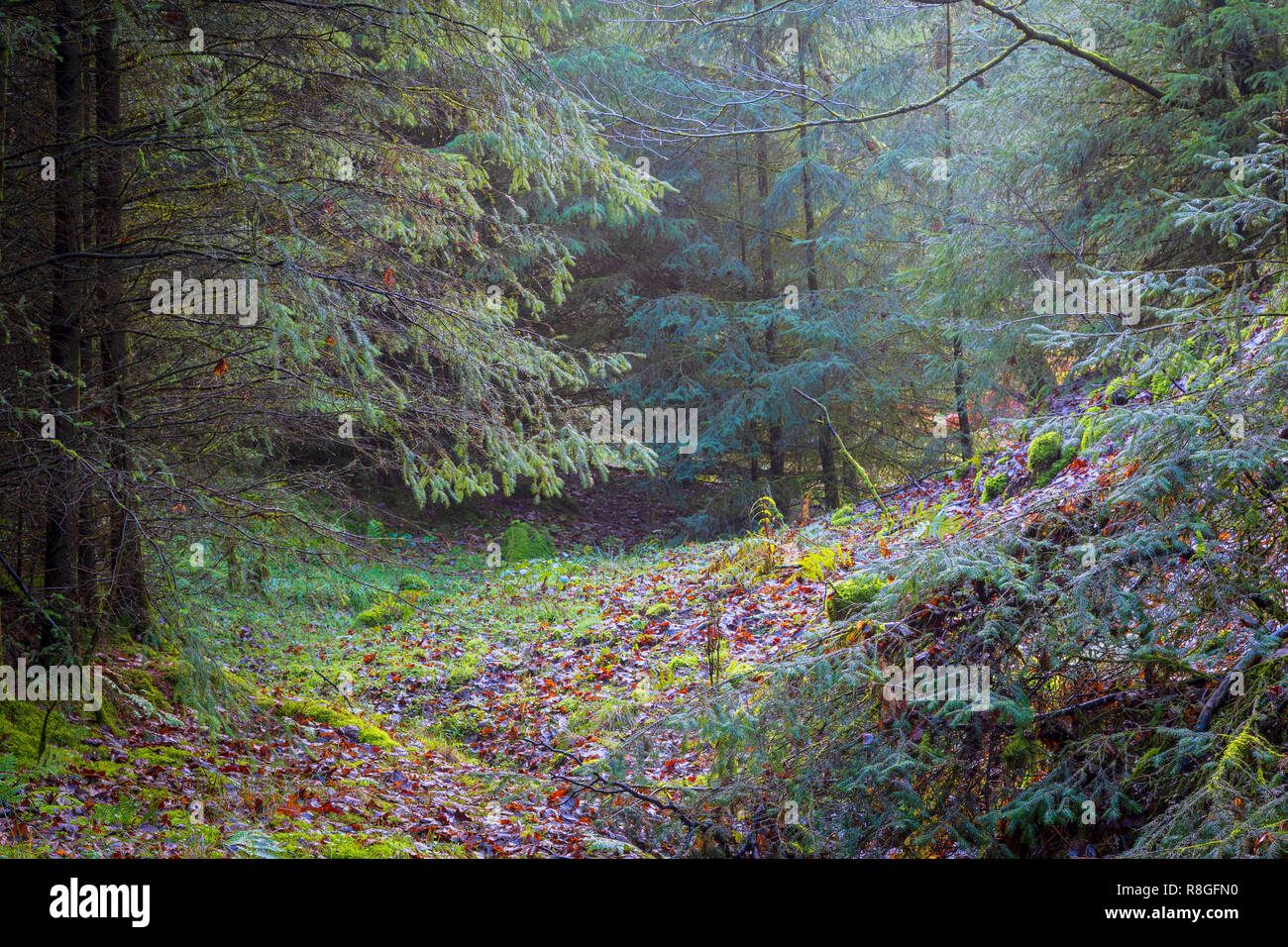 Brightly Lit Clearing in Macclesfield Forest on a Damp December Morning ...