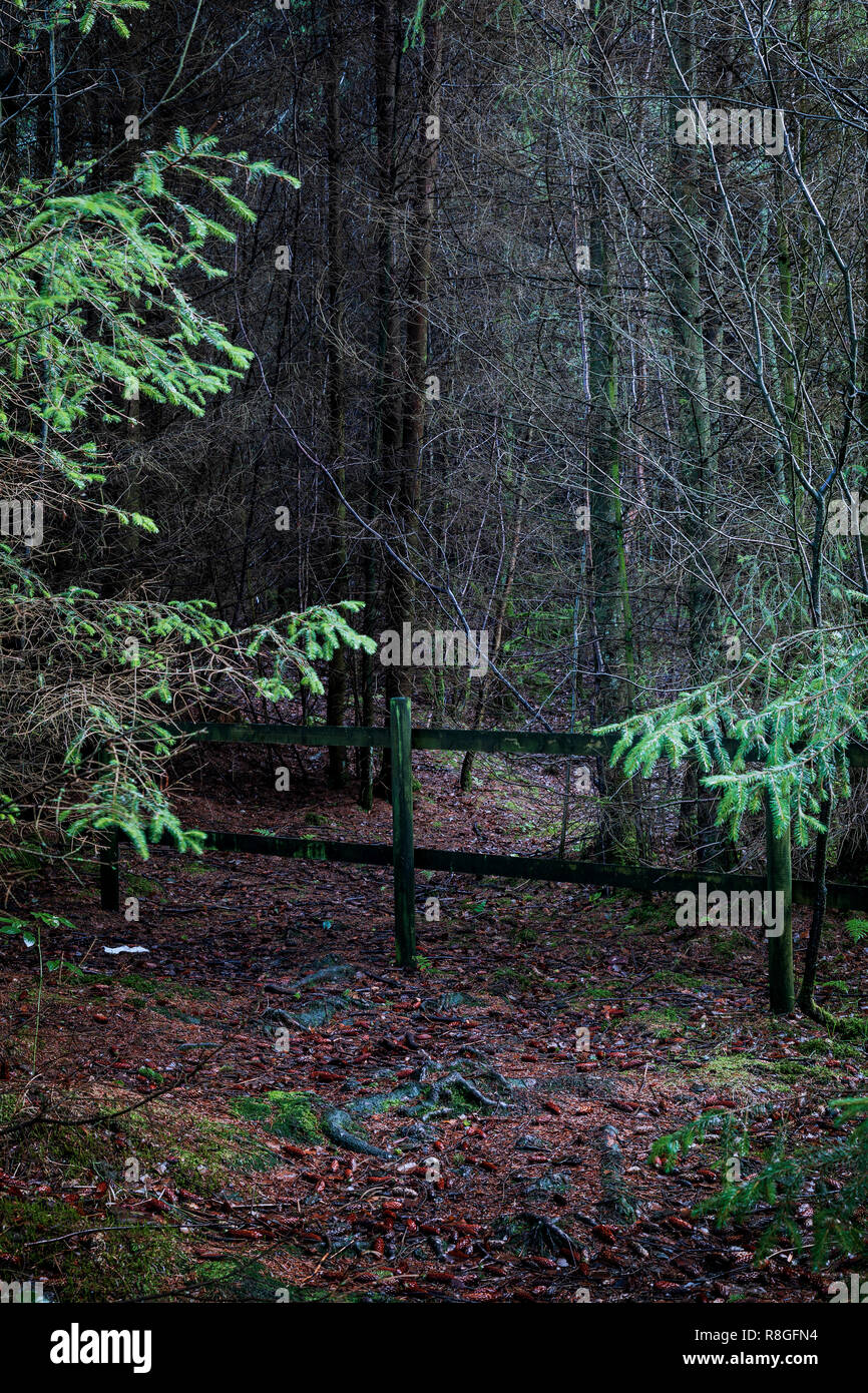 Looking in to the Darkness in the Middle of Macclesfield Forest on a ...
