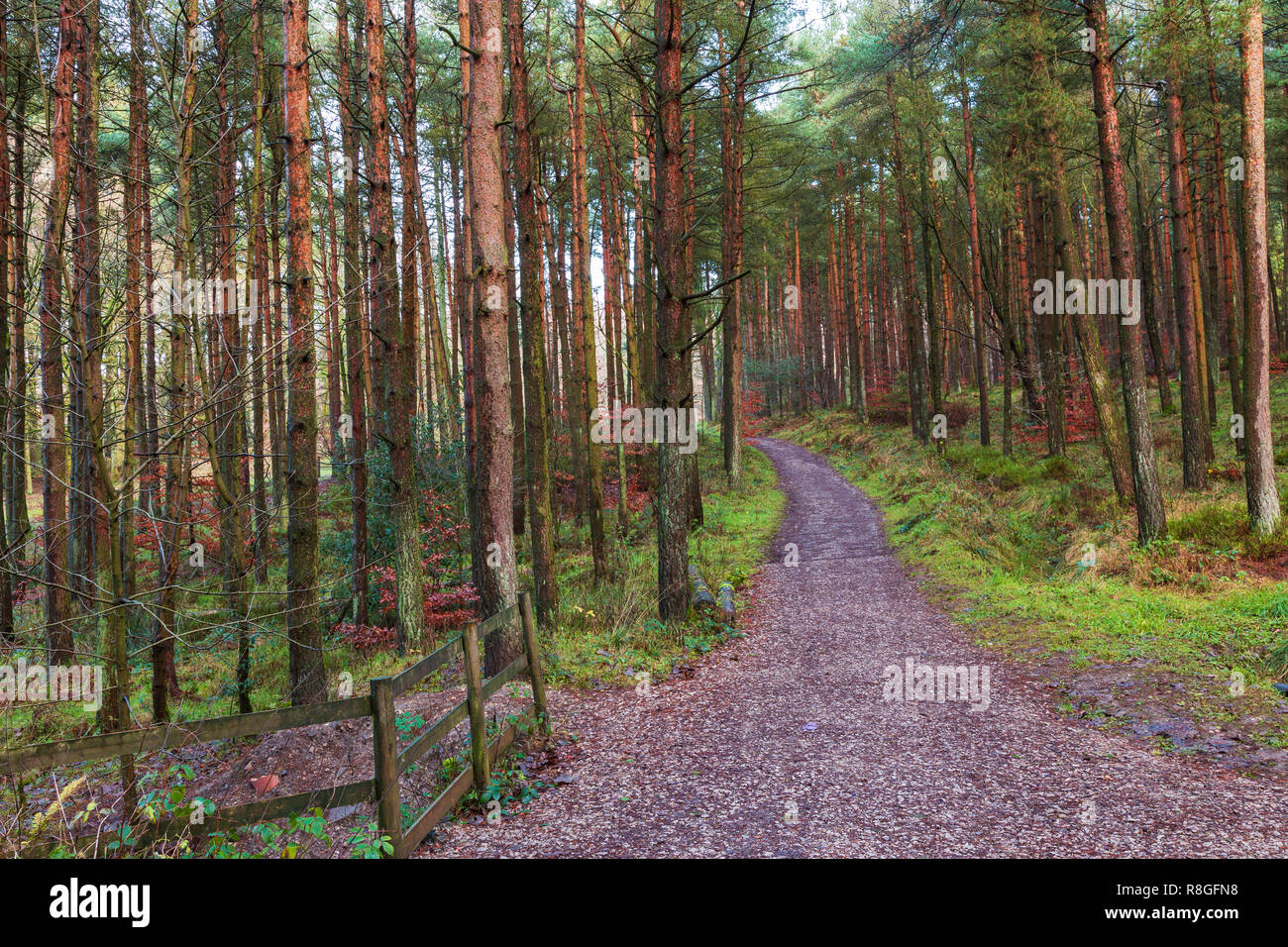 Macclesfield forest hi-res stock photography and images - Alamy