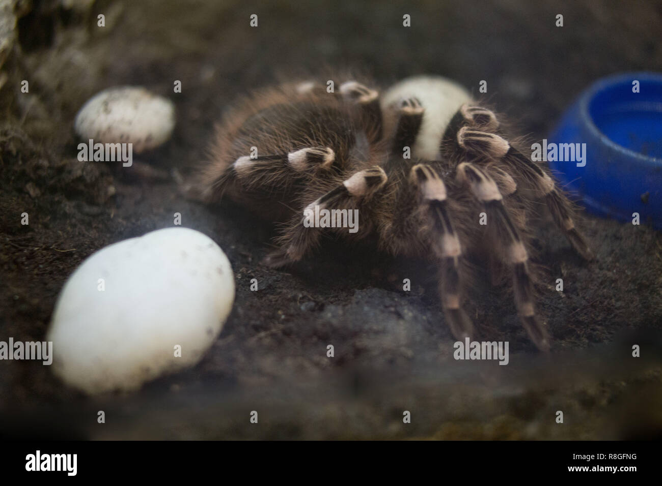 Predatory Spider tarantula in a zoo terrarium Stock Photo - Alamy