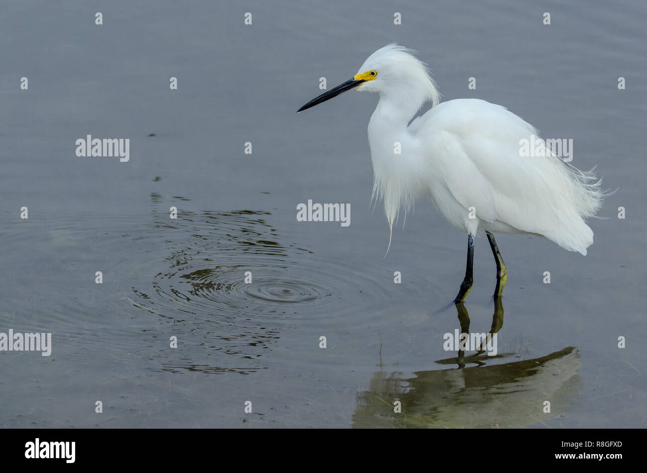 Snowy egret (Egretta thula) in Florida's wetlands Stock Photo - Alamy