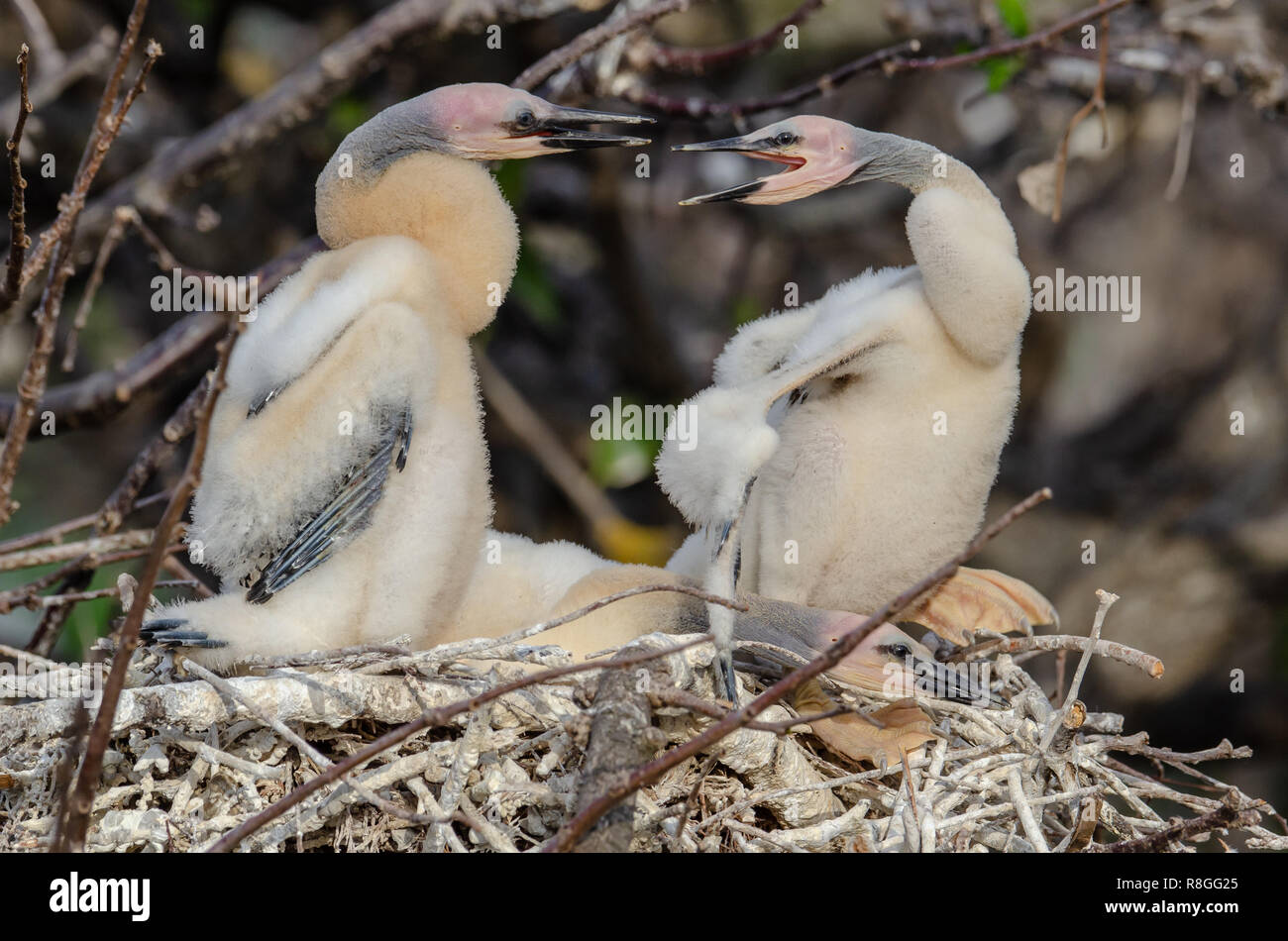 Anhinga chicks (Anhinga anhinga) in nest in Florida's wetlands Stock ...