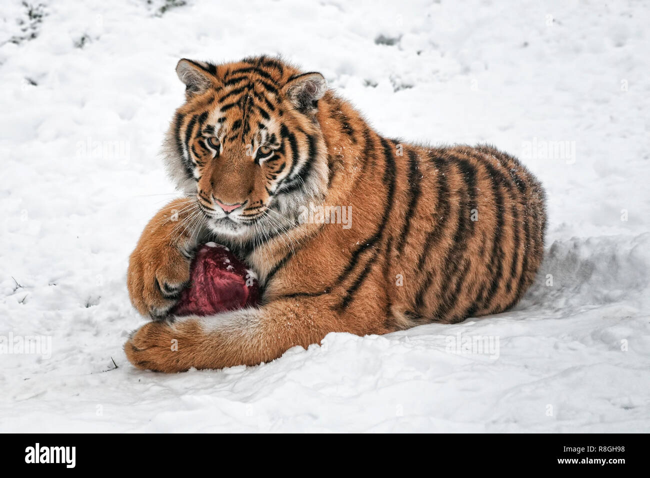 Tiger ball hi-res stock photography and images - Alamy