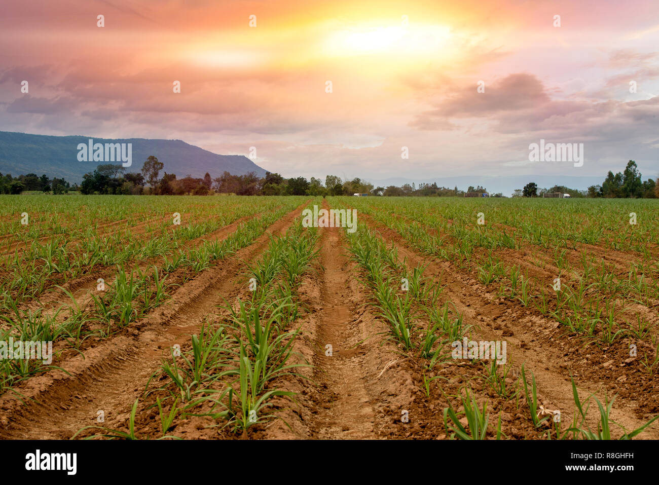 small sugar plant farm field in sunset time, sugar cane field with ...