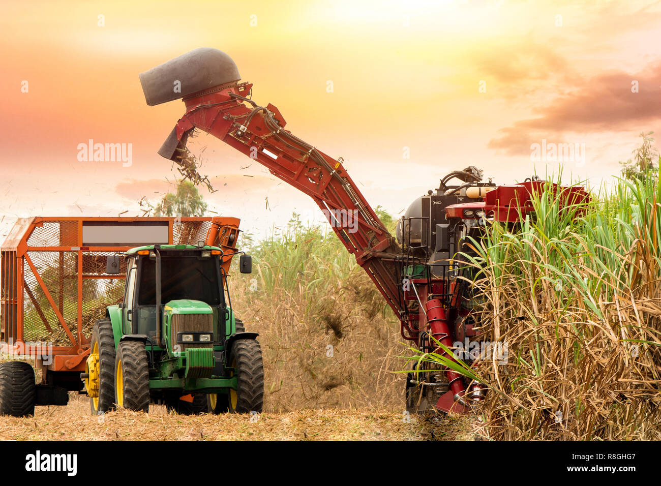 Farmer cutting sugar cane hi-res stock photography and images - Alamy