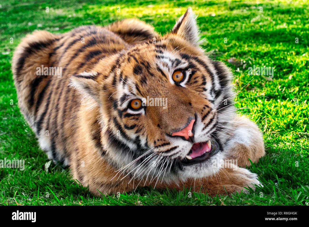 Smiling tiger hi-res stock photography and images - Alamy