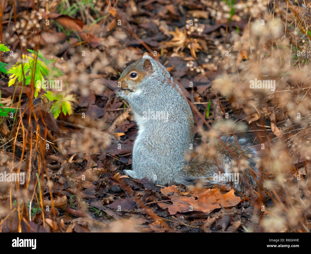 Red squirrel and nuts hi-res stock photography and images - Alamy