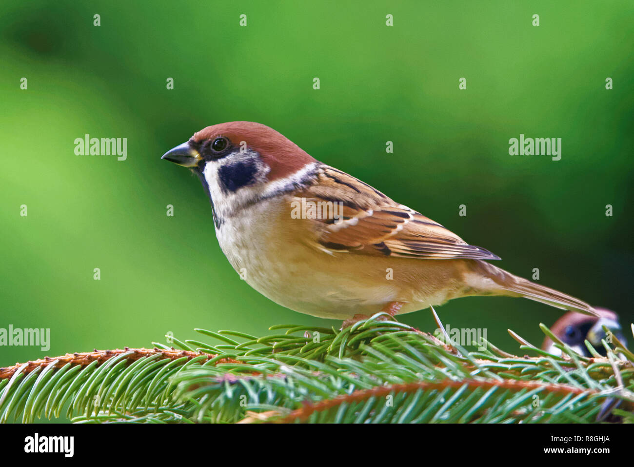 Eurasian tree sparrow (Passer montanus) is a passerine bird in the ...