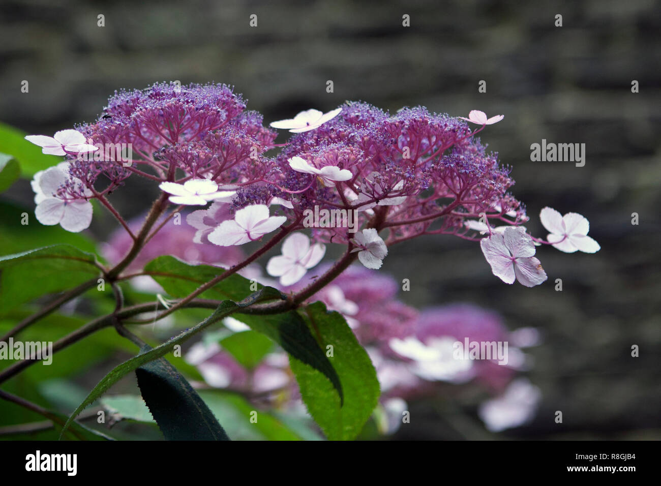 First bloom of a Hydrangea Stock Photo - Alamy