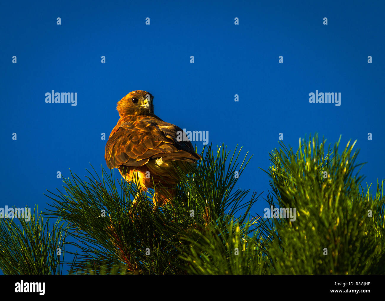 Red tailed hawk utah hi-res stock photography and images - Alamy