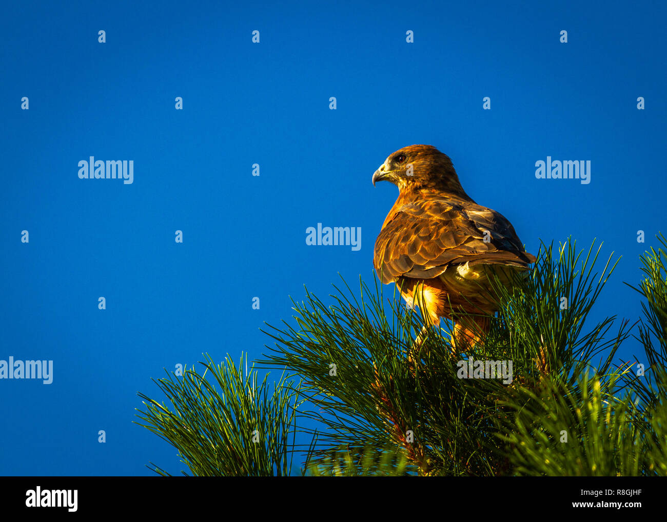 Red-Tailed Hawk sitting in a tree Stock Photo - Alamy