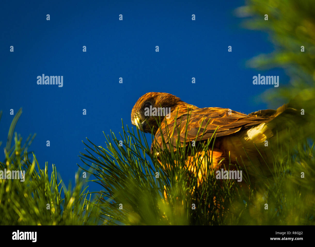 Red-Tailed Hawk sitting in a tree Stock Photo - Alamy