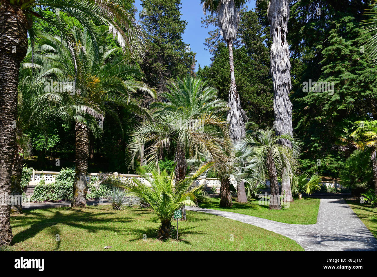 Conifer tree russia hi-res stock photography and images - Alamy