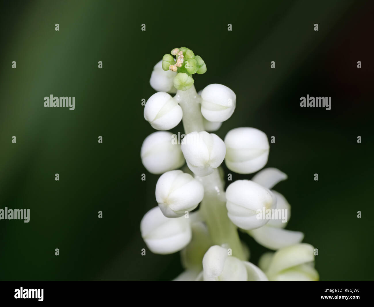 Closeup White Flower Buds Isolated on Nature Background Stock Photo - Alamy