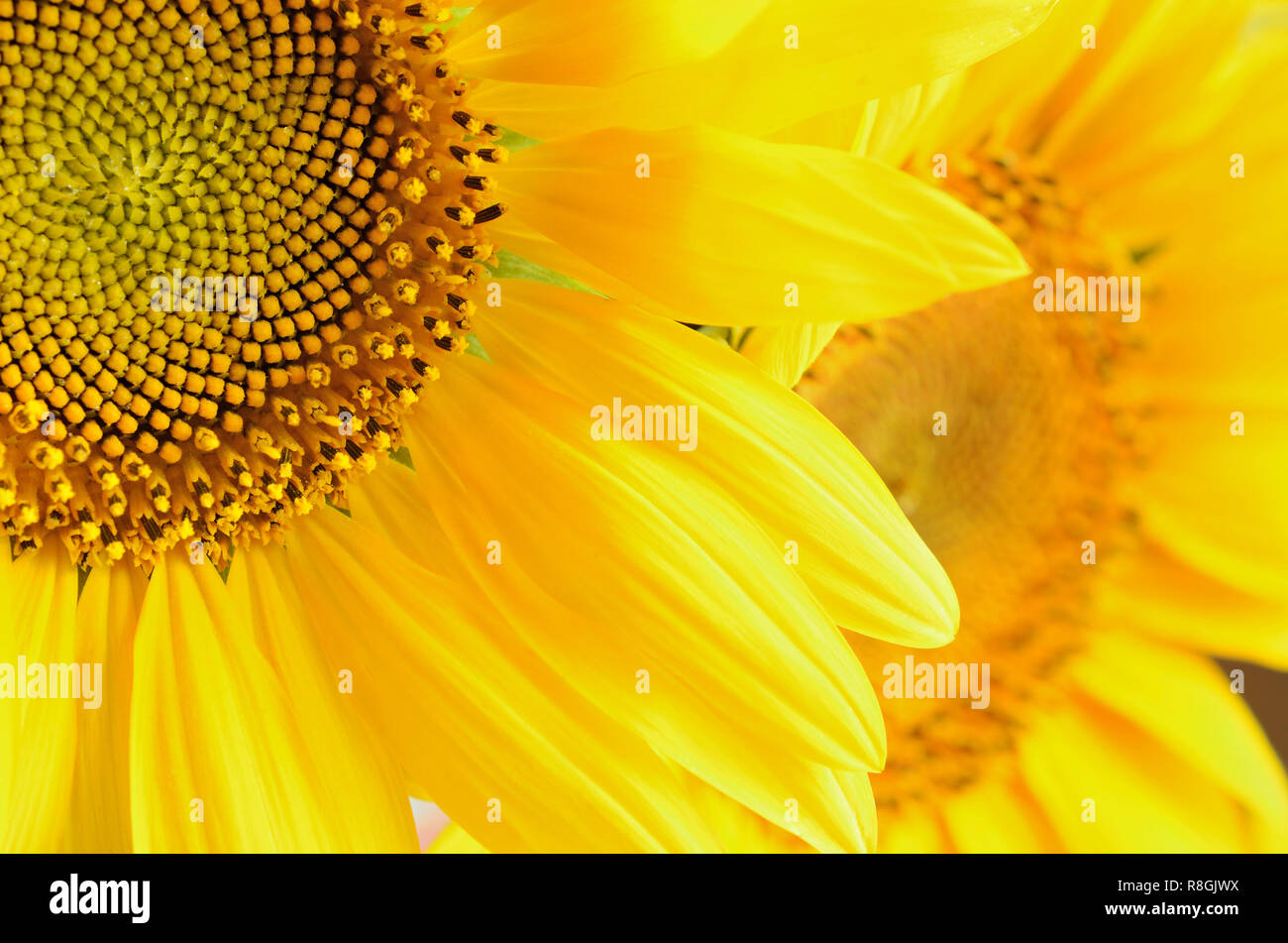 Sunflower plant cycle seed hi-res stock photography and images - Alamy
