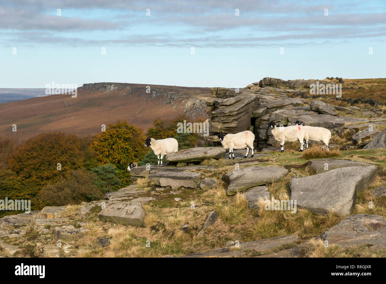 Sheep on Stanage Edge in the Peak District national park, England Stock ...