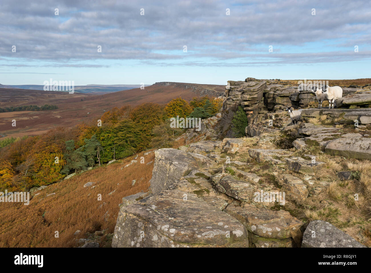 Derbyshire gritstone sheep hi-res stock photography and images - Alamy