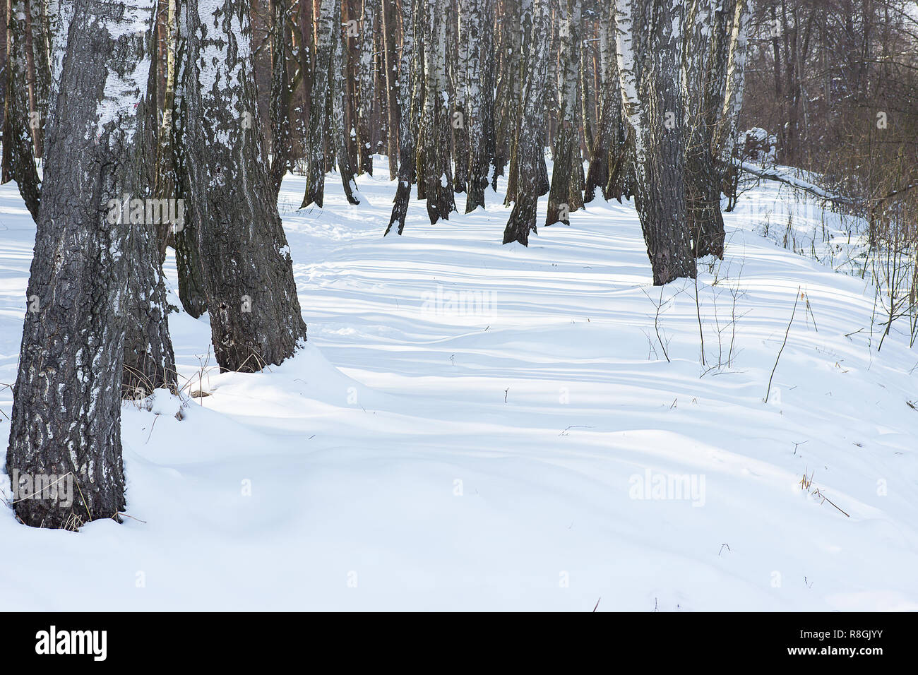 Winter birch forest with snow Stock Photo - Alamy