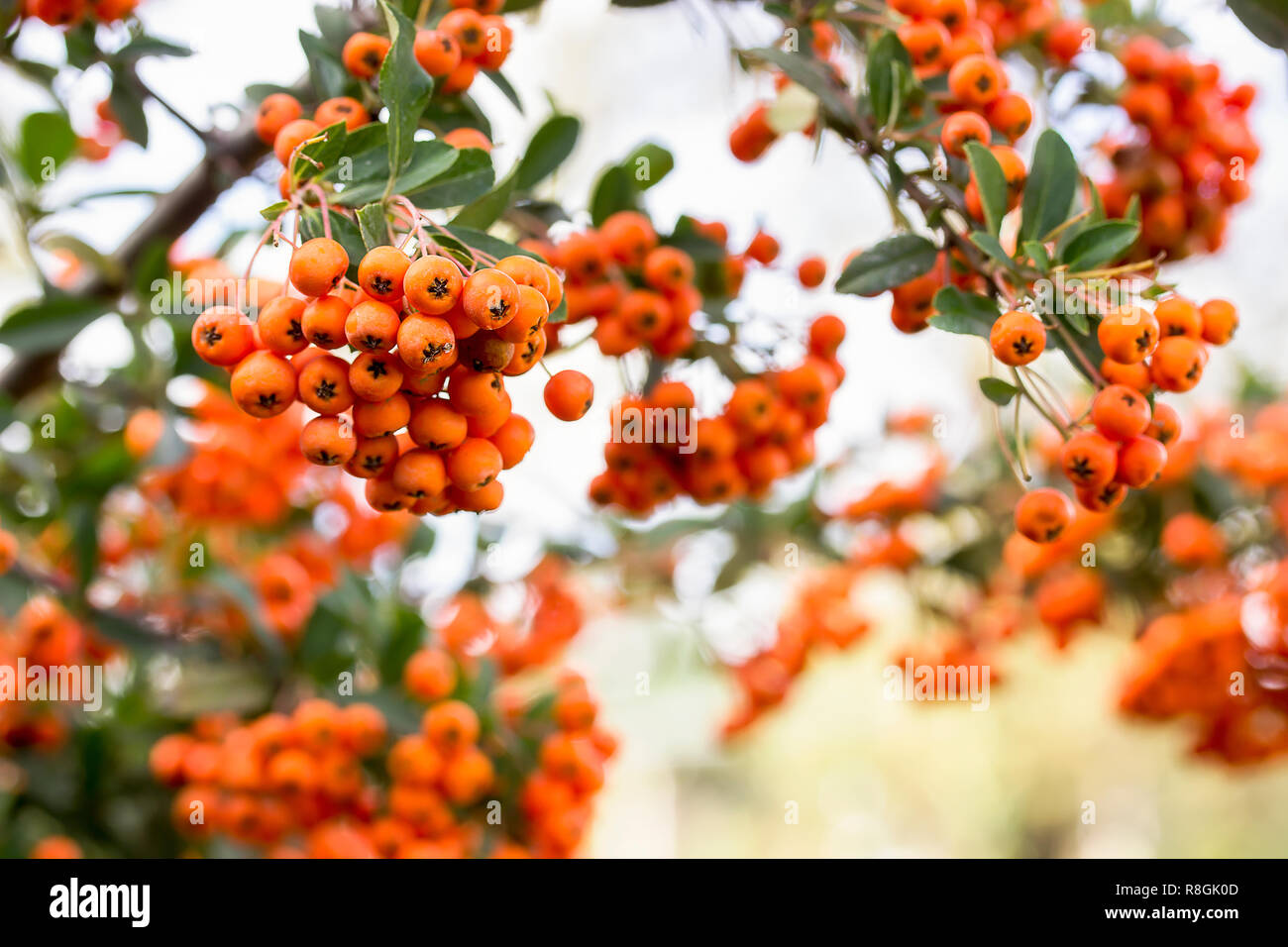 Yellow berry rowan background Stock Photo - Alamy