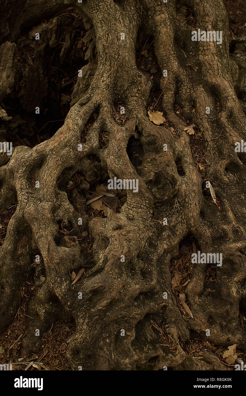 Tree roots background or texture Stock Photo - Alamy