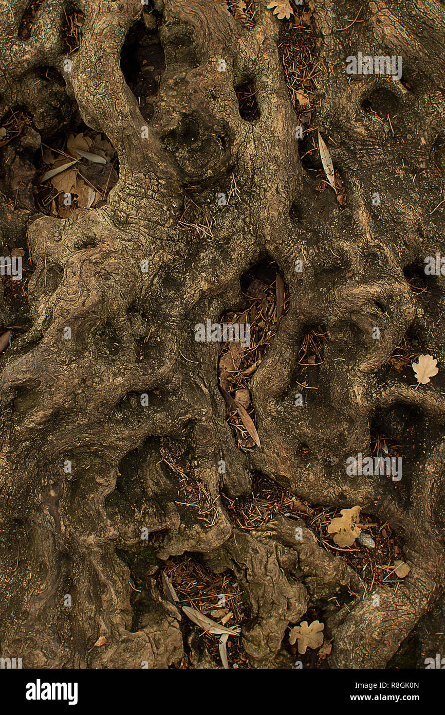 Tree roots background or texture Stock Photo - Alamy