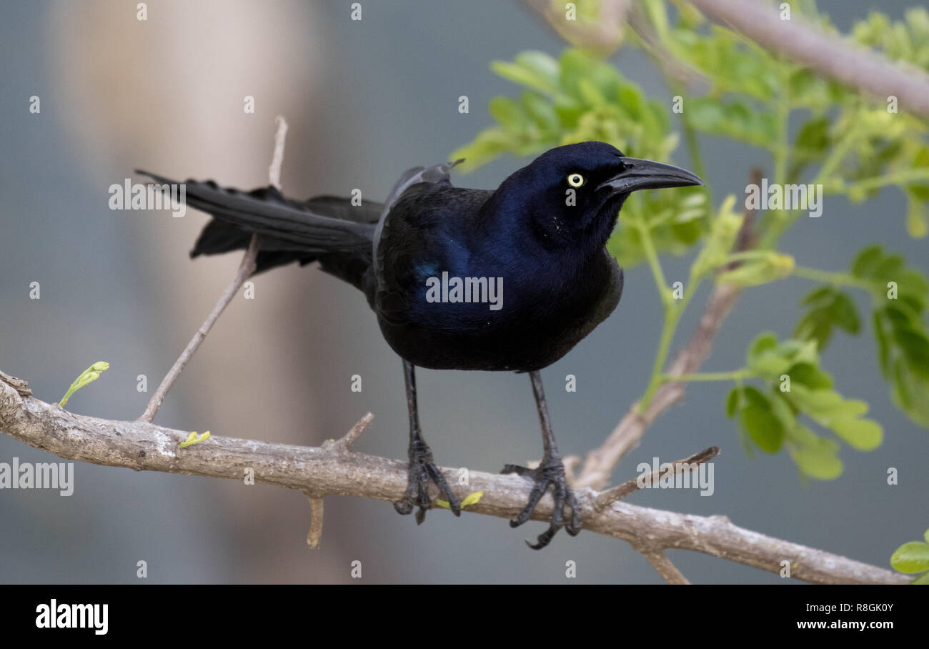 Great-tailed Grackle (Quiscalus mexicanus Stock Photo - Alamy