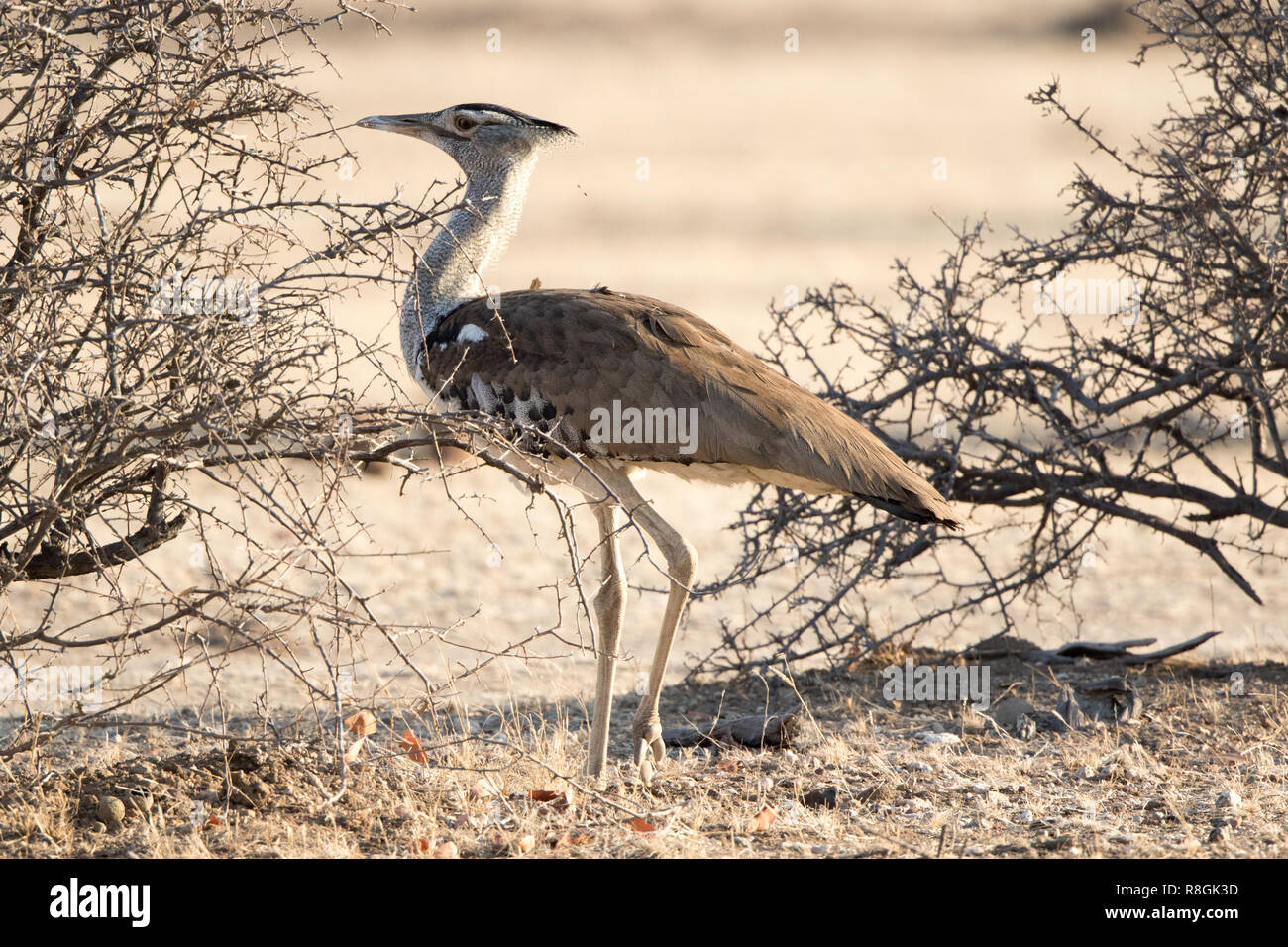 Kori Bustard High Resolution Stock Photography and Images - Alamy