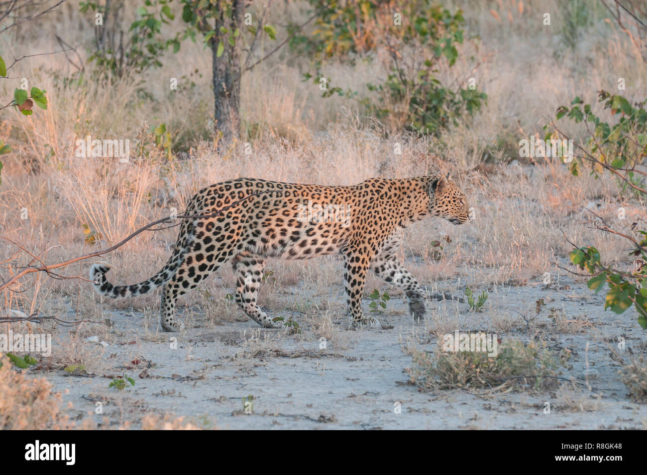 Male leopard early in the morning Stock Photo - Alamy