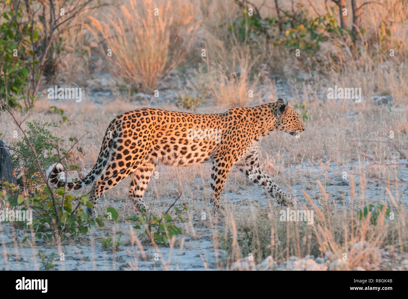 Male leopard early in the morning Stock Photo - Alamy