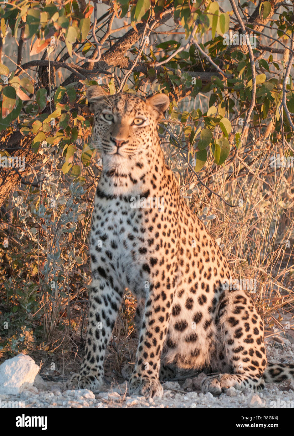 Male leopard early in the morning Stock Photo - Alamy