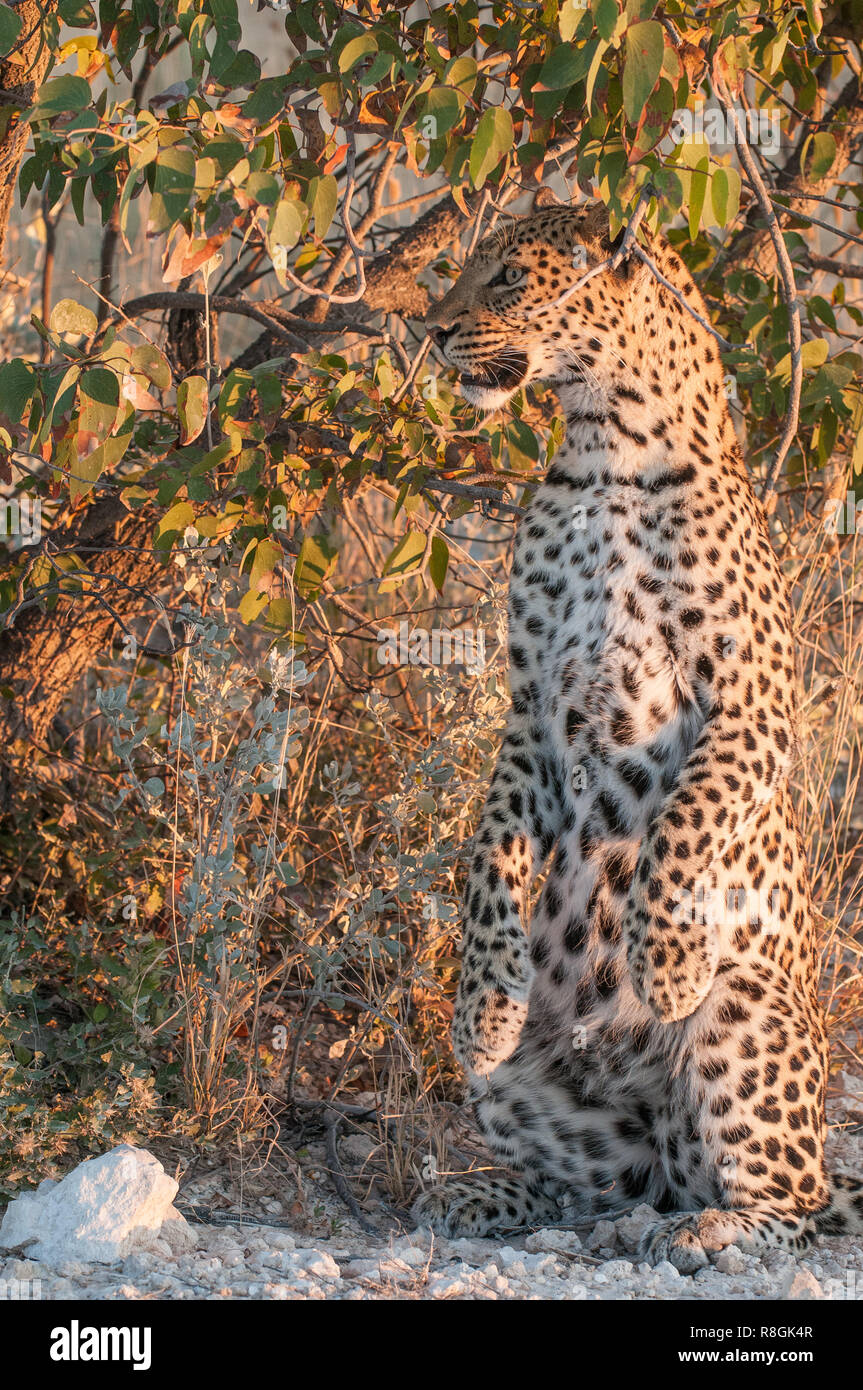 Leopard 1 hi-res stock photography and images - Alamy