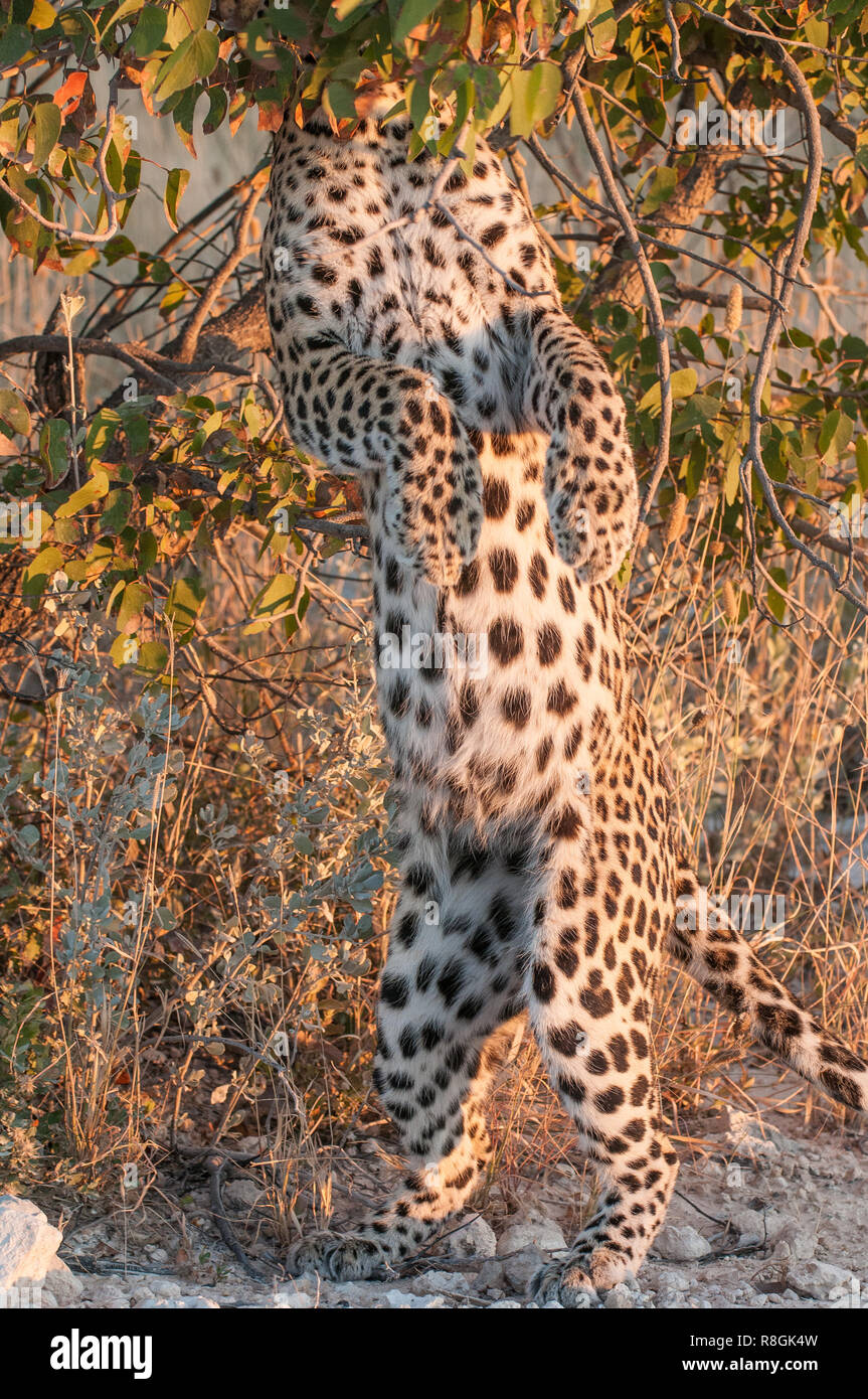 Male leopard early in the morning Stock Photo - Alamy