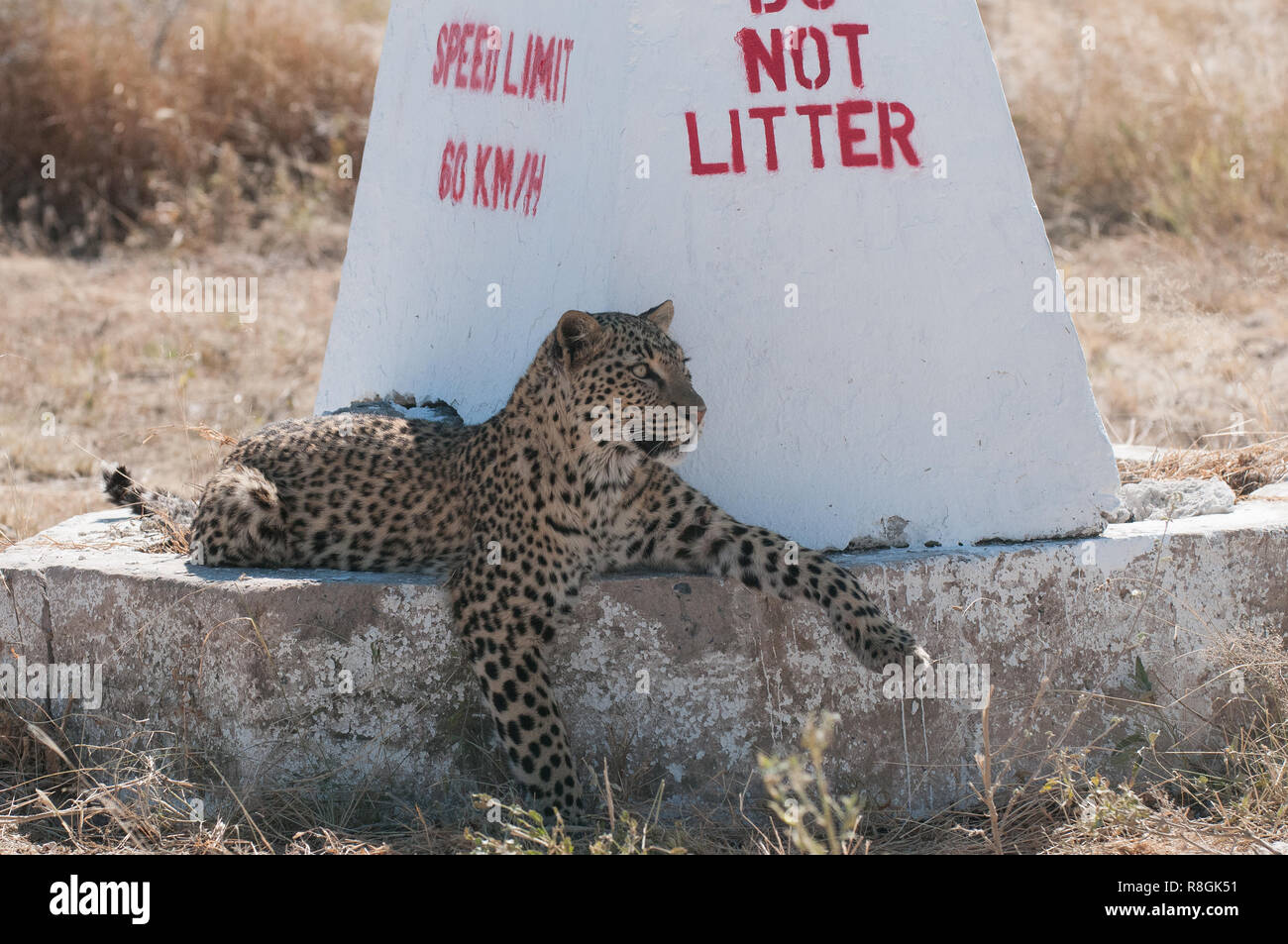 Male leopard early in the morning Stock Photo - Alamy