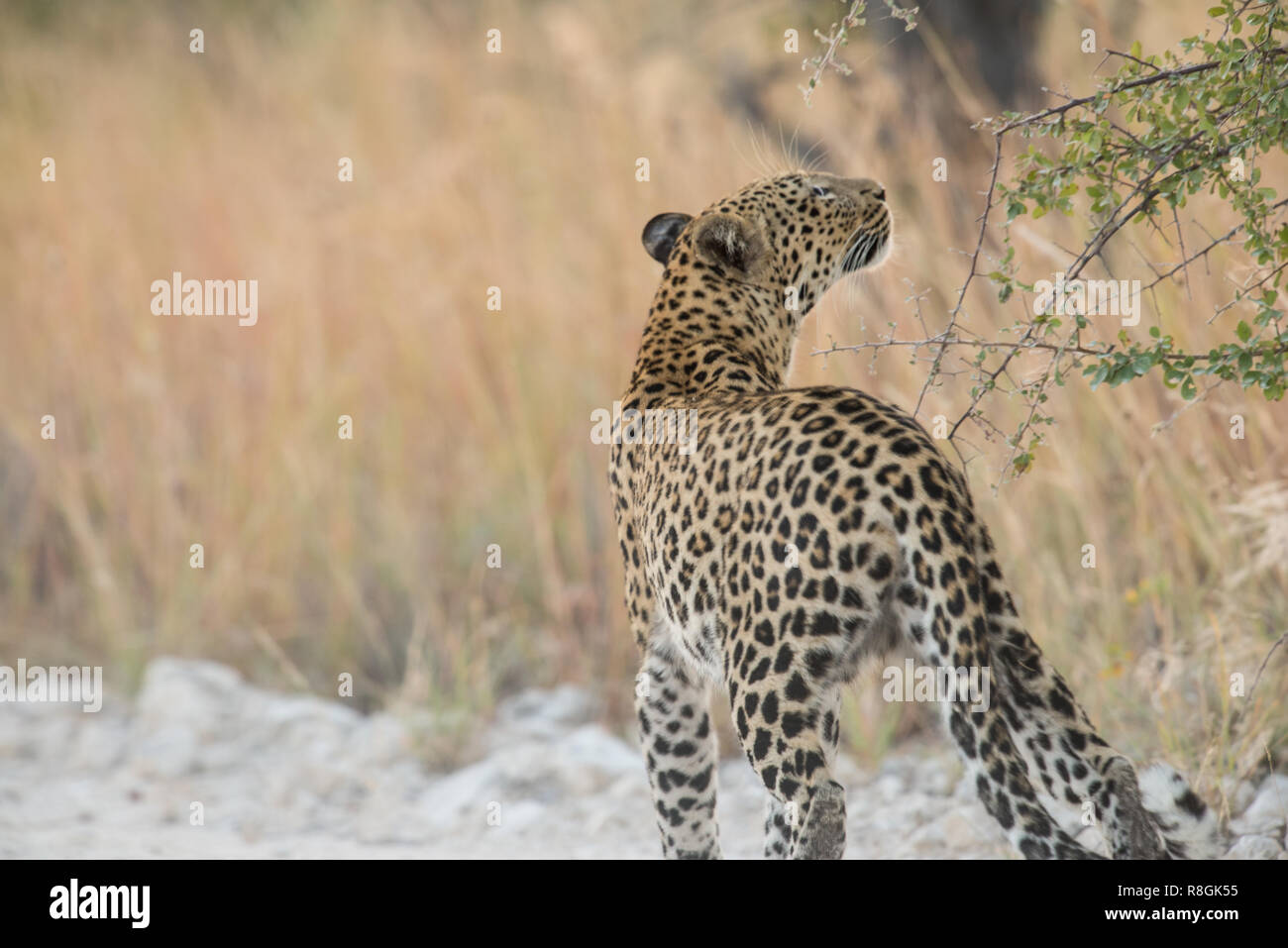 Male leopard early in the morning Stock Photo - Alamy