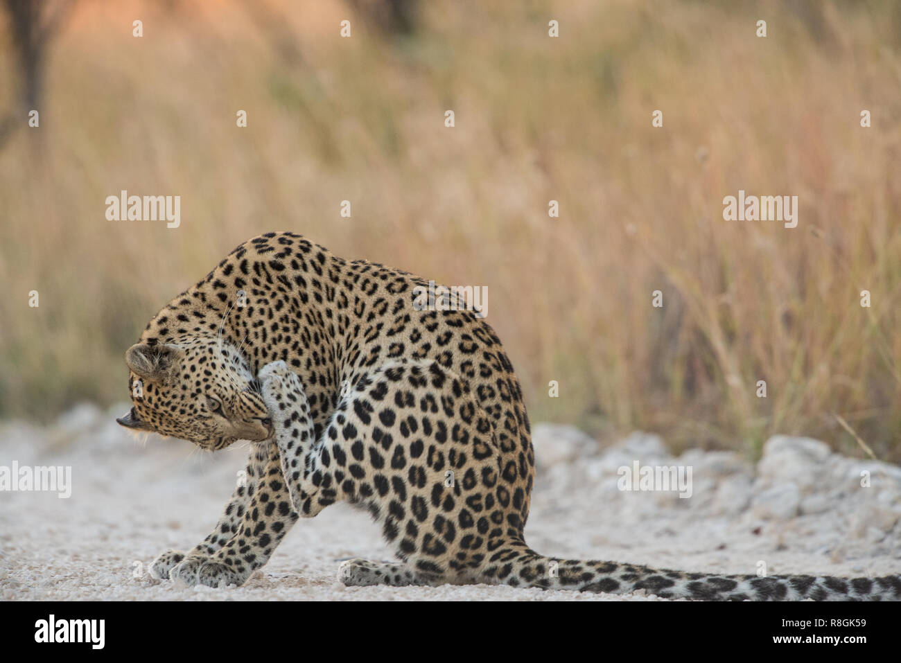 Male leopard early in the morning Stock Photo - Alamy