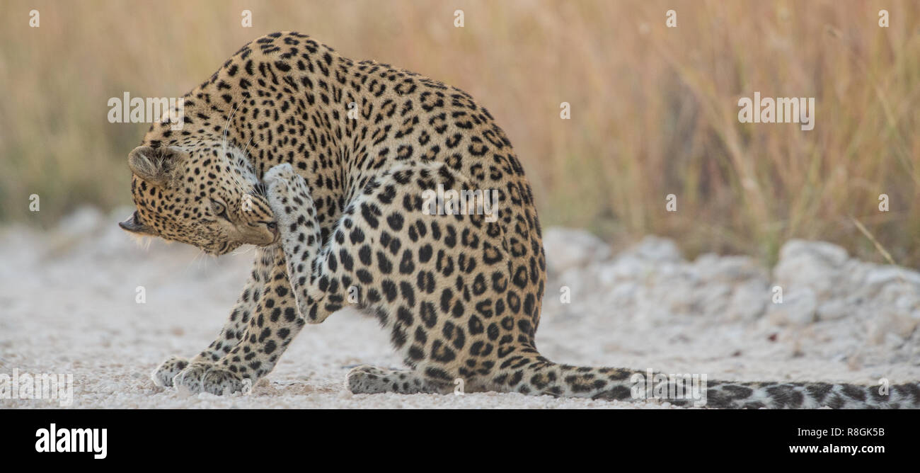 Male leopard early in the morning Stock Photo - Alamy