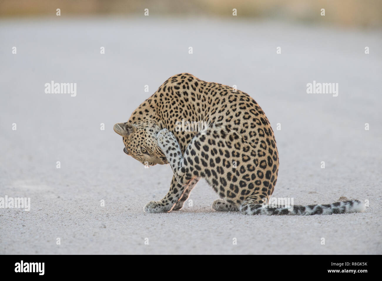 Leopard sitting hi-res stock photography and images - Alamy
