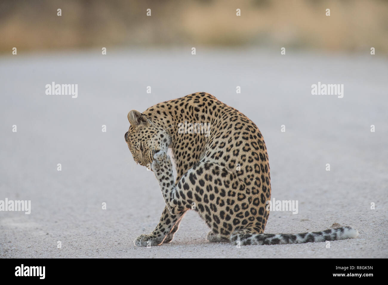Black leopard walking hi-res stock photography and images - Alamy