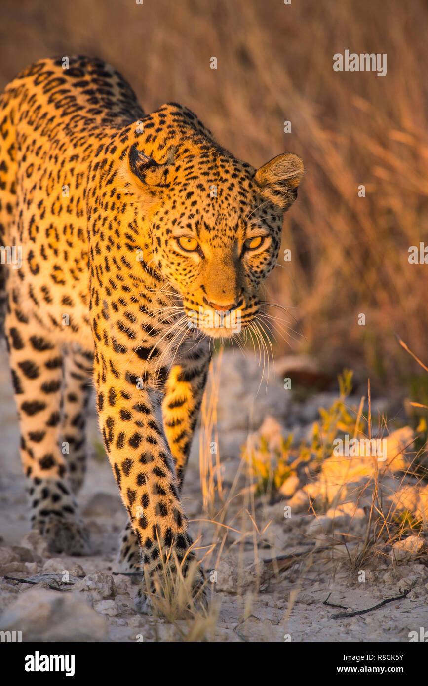 Black leopard walking hi-res stock photography and images - Alamy