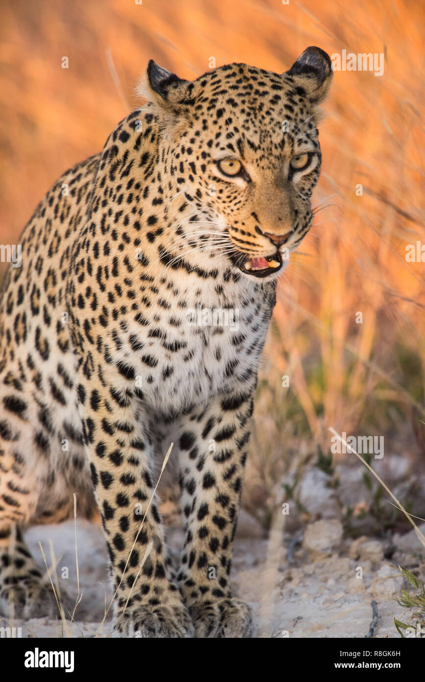 Leopard texture hi-res stock photography and images - Alamy