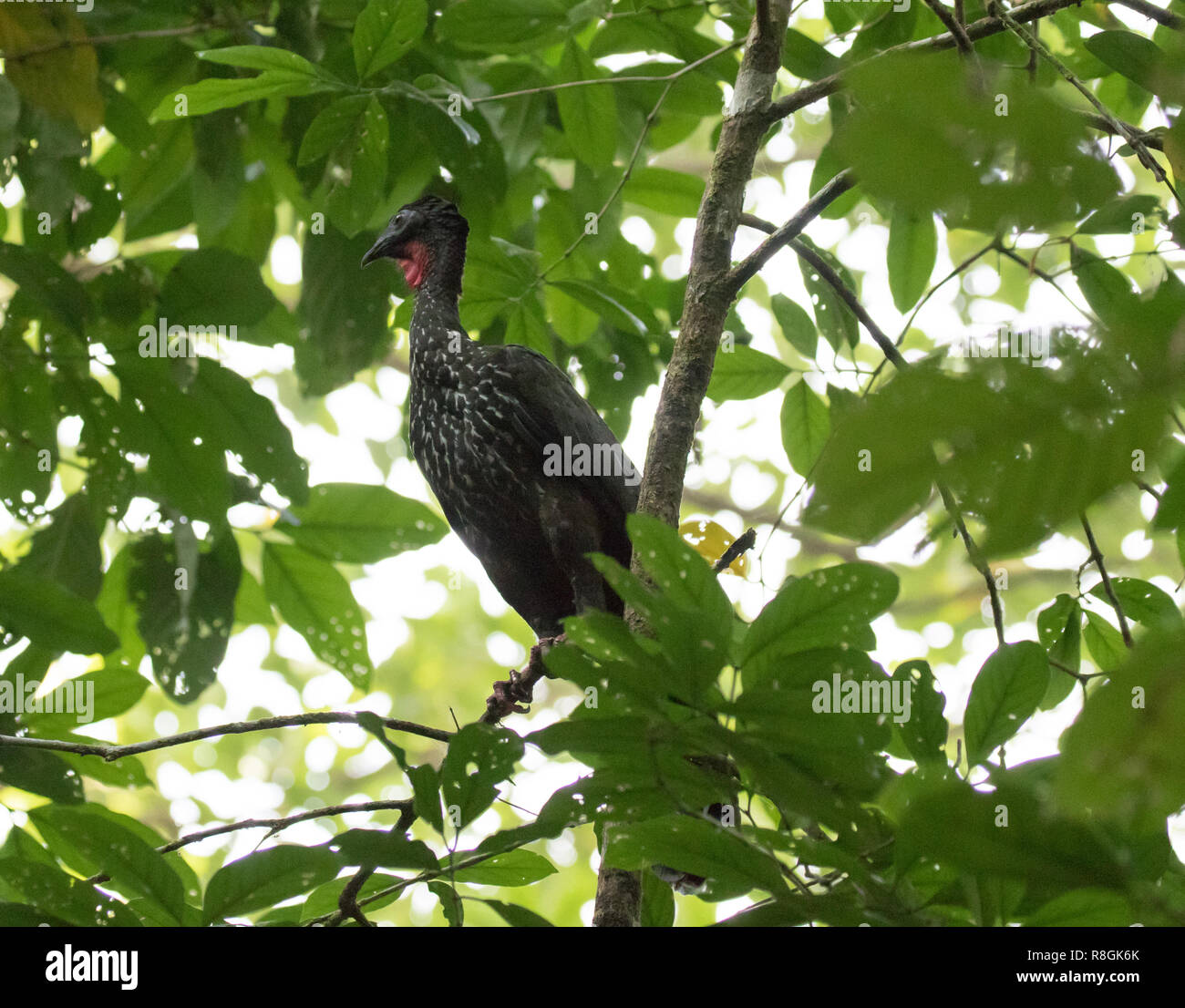 Crested Guan (Penelope purpurascens Stock Photo - Alamy